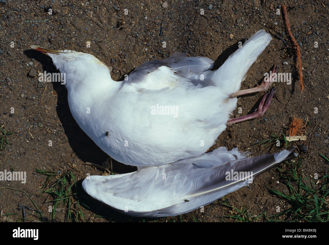 Dead seagull with a broken wing lying in the dirt. Grand Manan Island ...