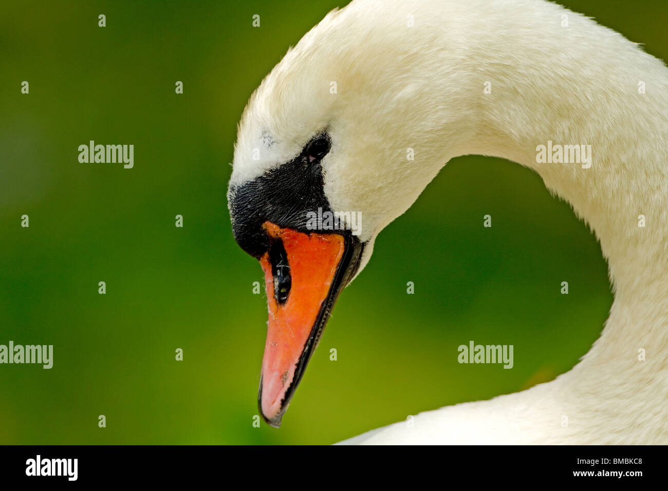 Curved long neck hi-res stock photography and images - Alamy