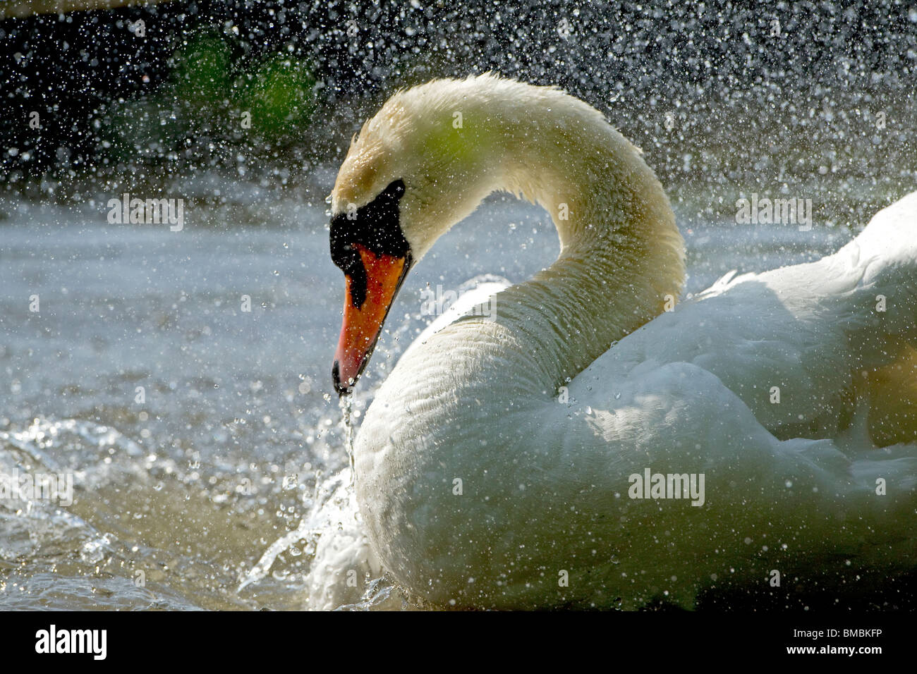 Bathing swan hi-res stock photography and images - Alamy