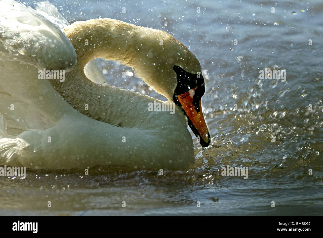 Swan washing hi-res stock photography and images - Alamy