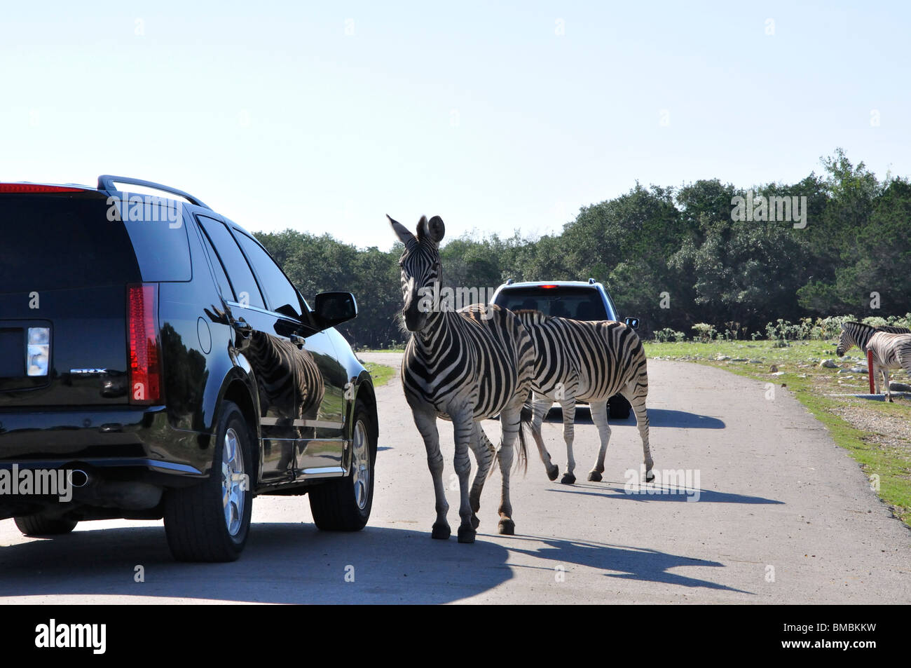 African Safari at Wildlife Ranch, Texas Hill Country, USA Stock Photo ...