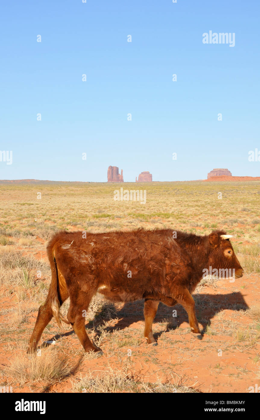 Cattle farming usa arizona hi-res stock photography and images - Alamy