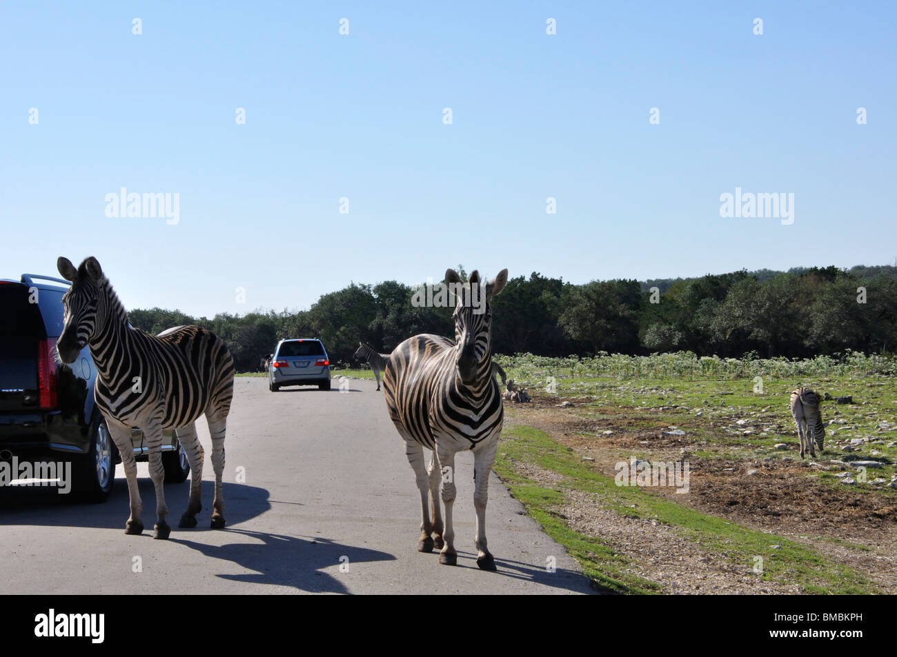African Safari at Wildlife Ranch, Texas Hill Country, USA Stock Photo ...