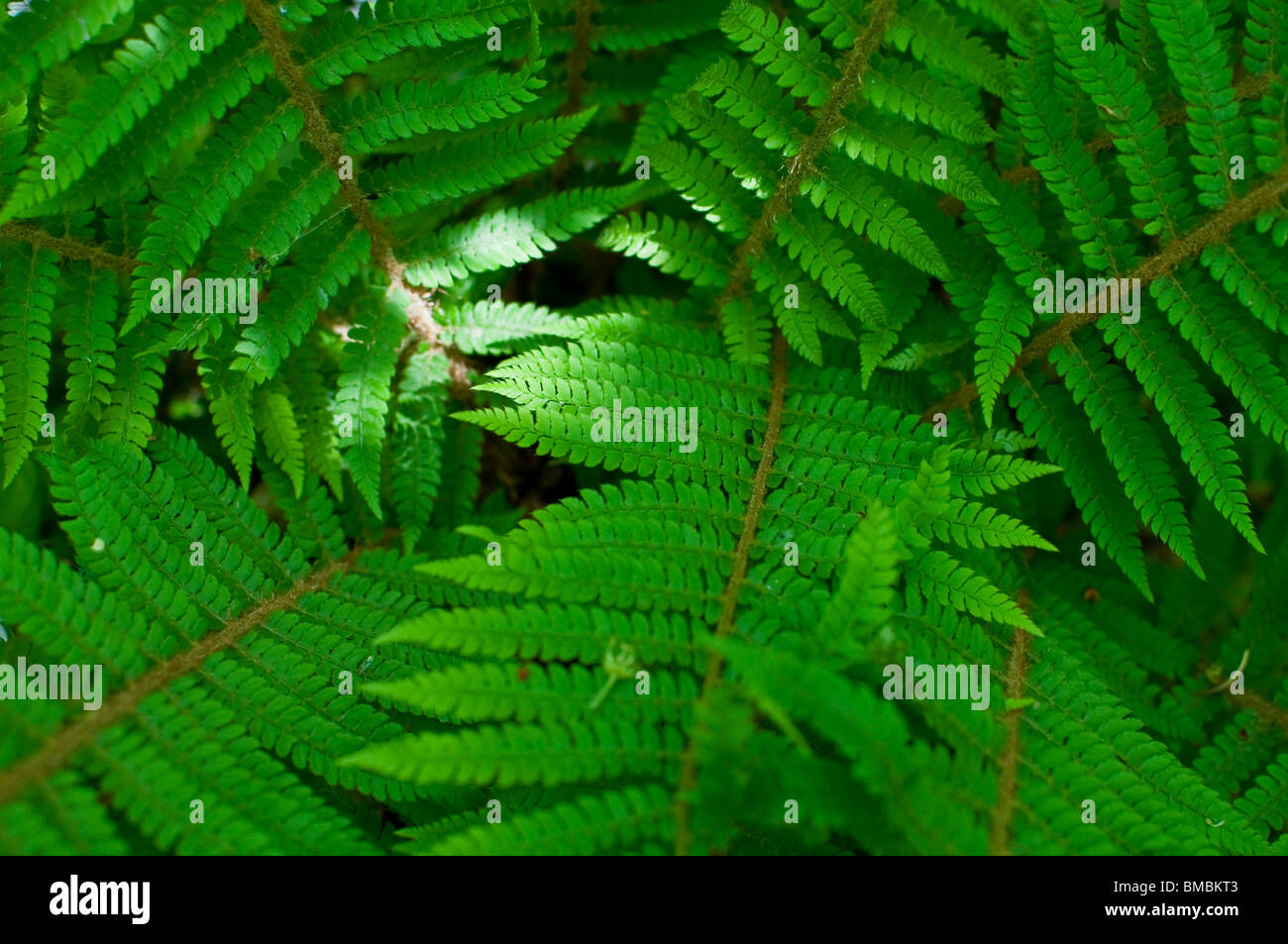 A fern blooms to life in the temperate rainforest of the Bovey Valley ...