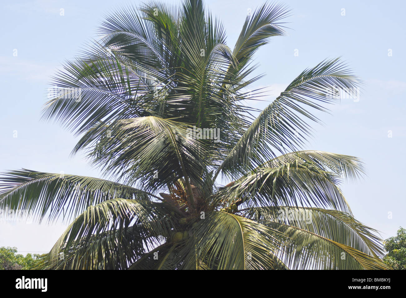 Coconuts grow on palm trees hi-res stock photography and images - Alamy