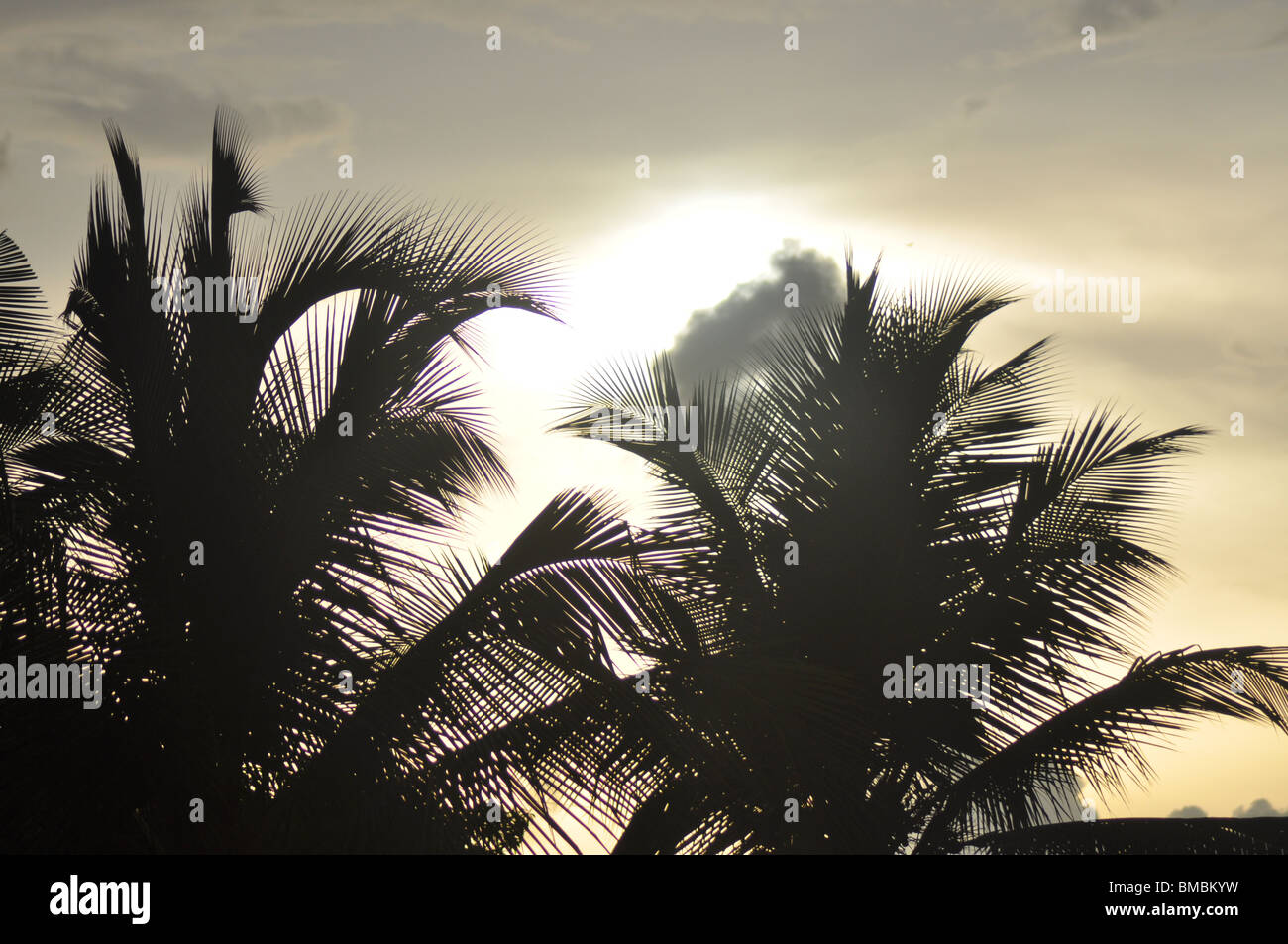 Pre-monsoon clouds behind a coconut tree Stock Photo - Alamy