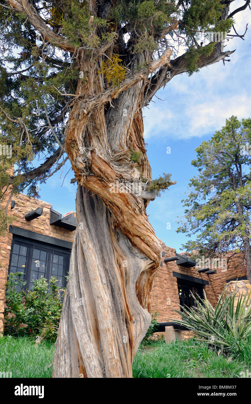 Usa tree twisted trunk dried dry hi-res stock photography and images ...