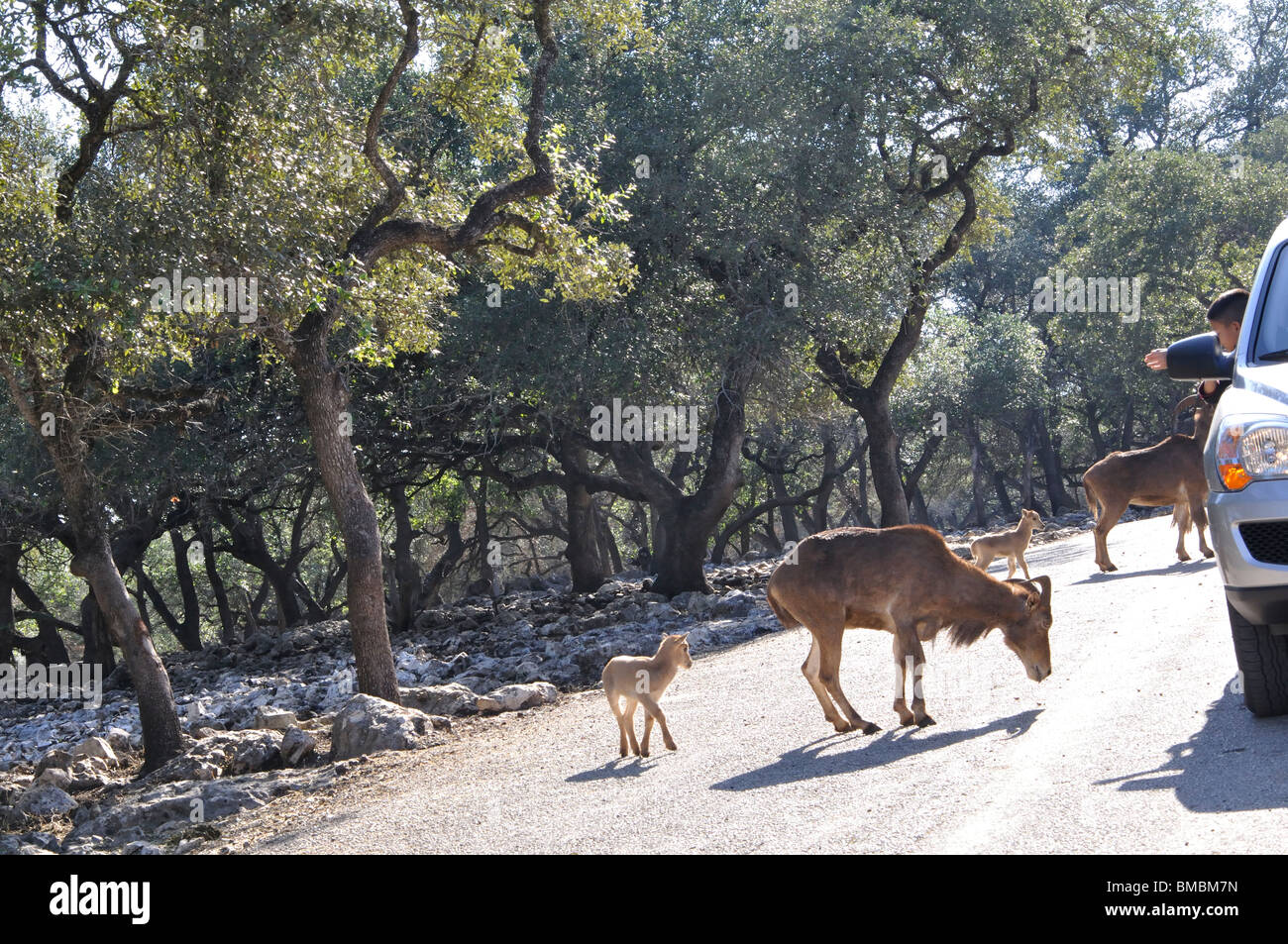 African Safari at Wildlife Ranch, Texas Hill Country, USA Stock Photo ...