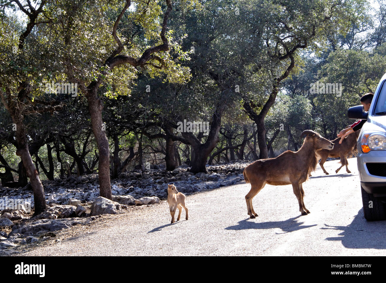 African Safari at Wildlife Ranch, Texas Hill Country, USA Stock Photo ...