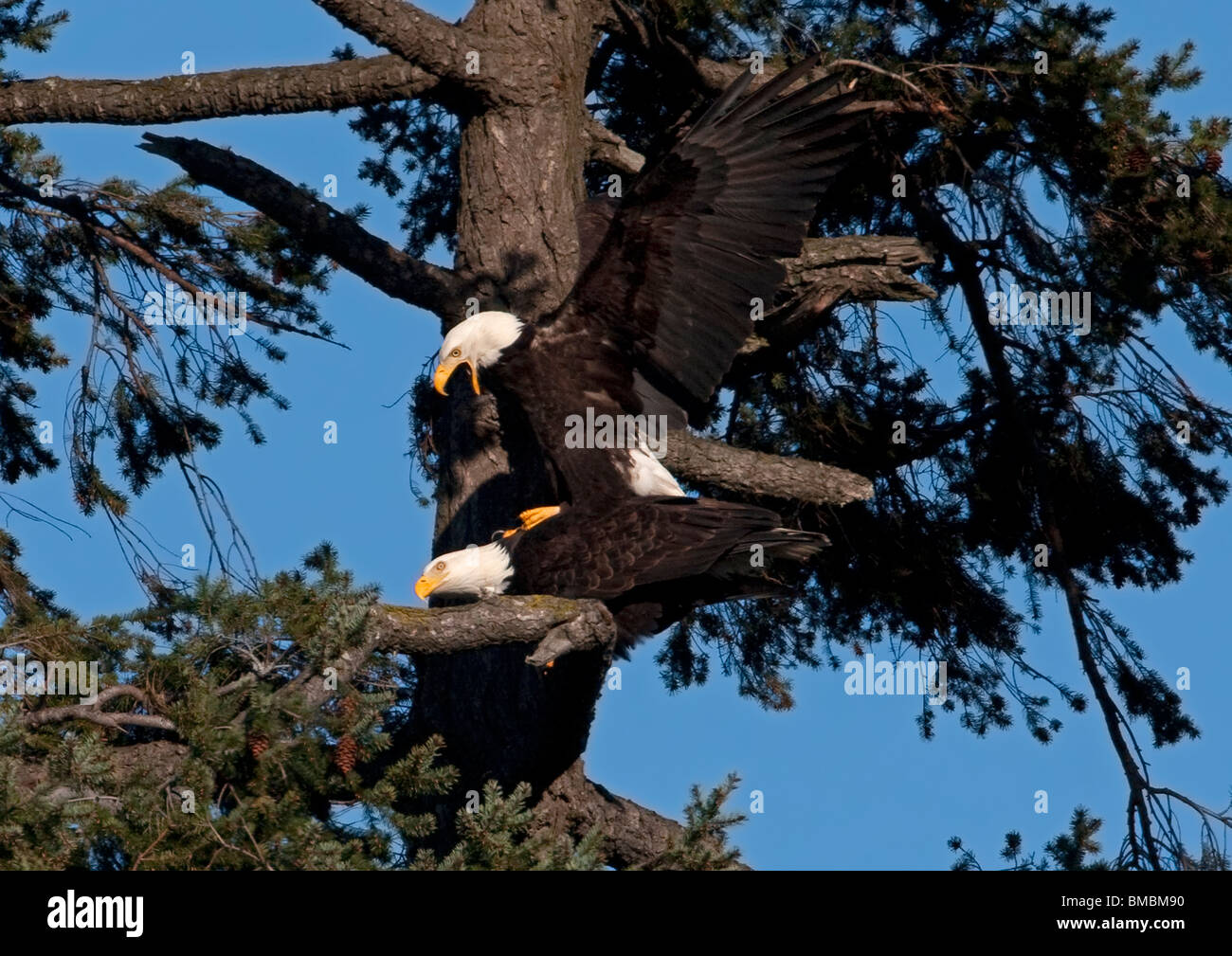 Eagle mating hi-res stock photography and images - Alamy