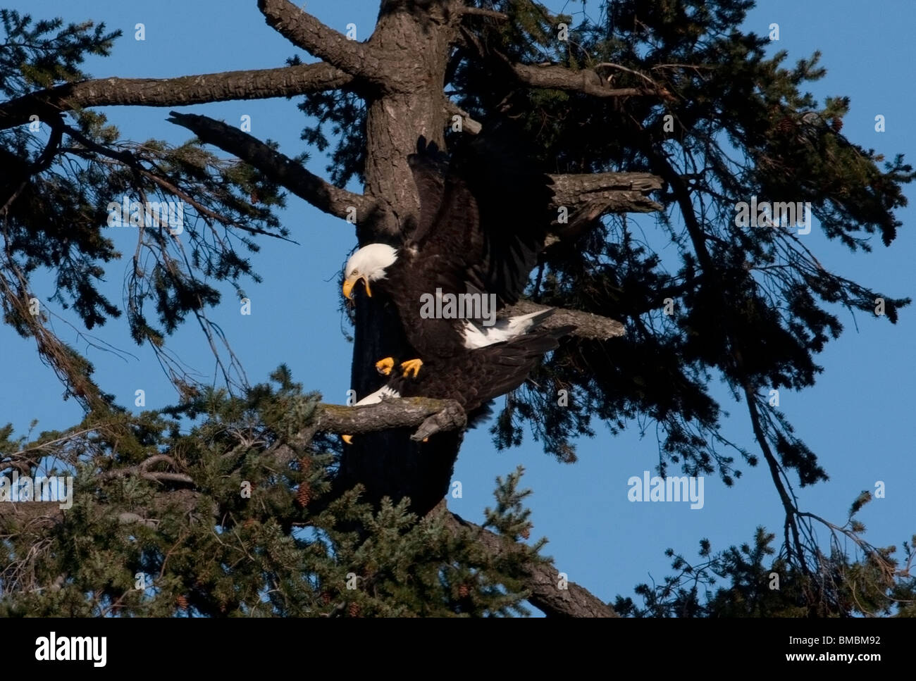 Mating in tree hi-res stock photography and images - Alamy