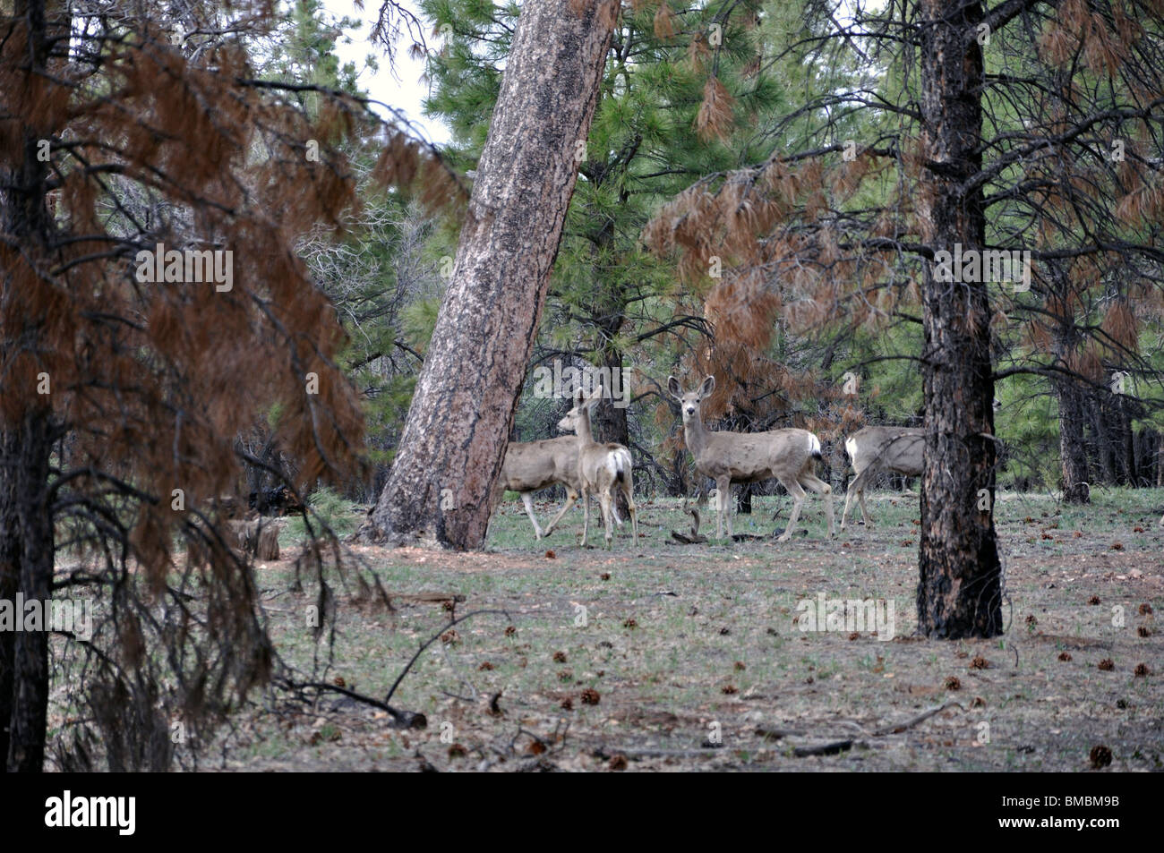 Mule deer, Grand Canyon National Park, Arizona, USA Stock Photo - Alamy