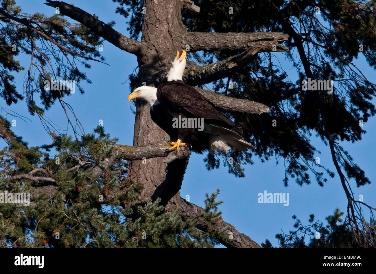 Eagle mating hi-res stock photography and images - Alamy