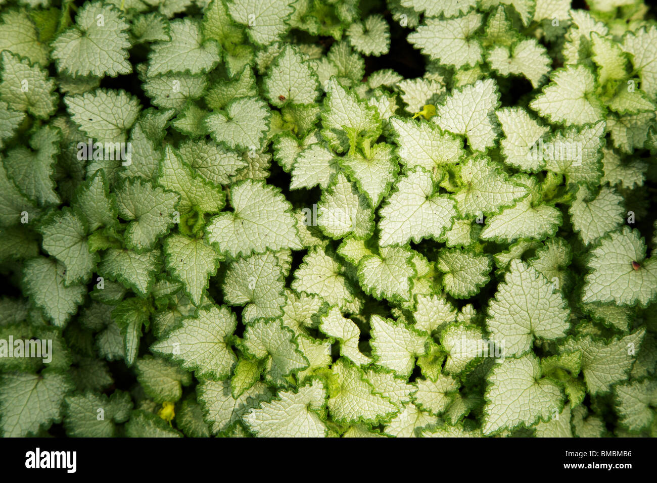 Variegated foliage leaf leaves hi-res stock photography and images - Alamy