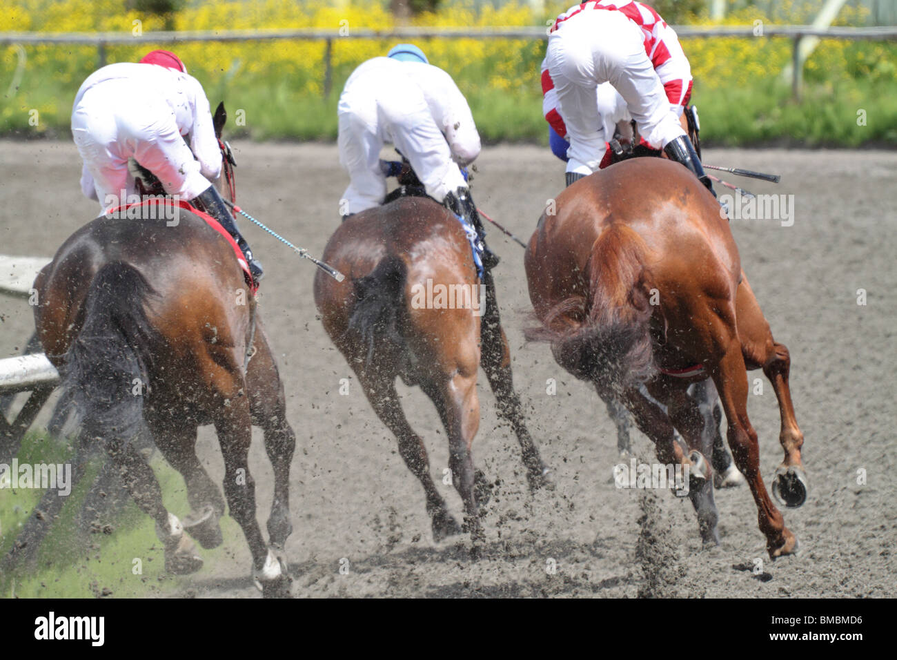 The backside of race horses and their jockeys turning the first bend on ...