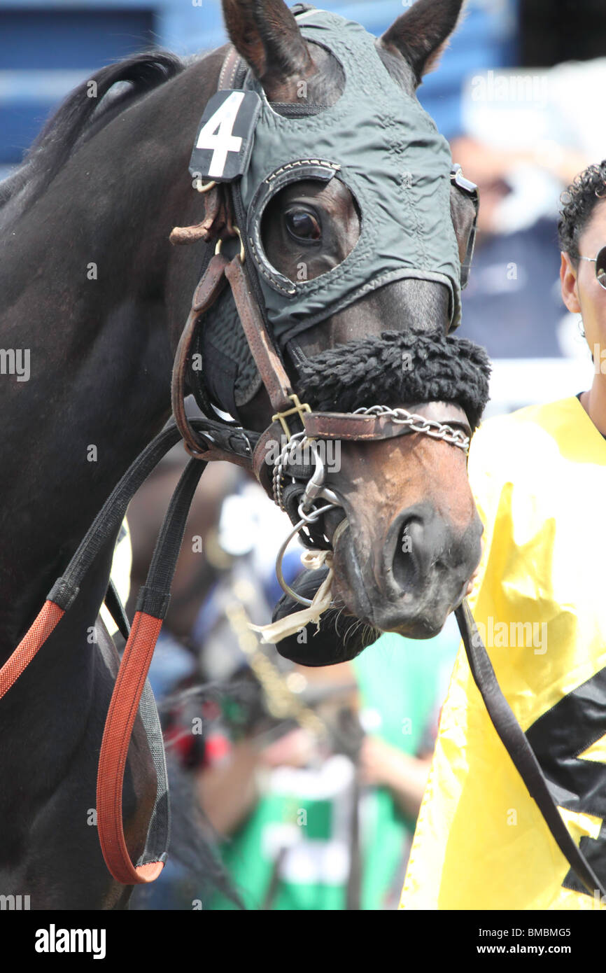Race Horse warming up in Paddock before a race, being lead by groom ...