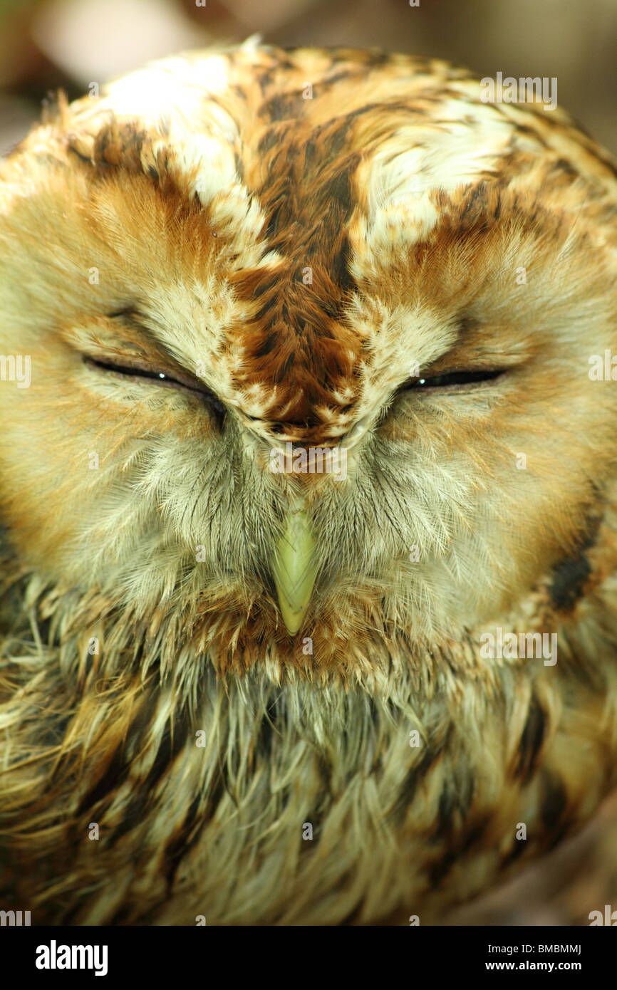 Sleepy wild Eurasian Tawny Owl (Strix aluco Stock Photo - Alamy