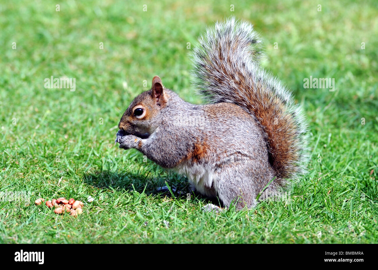 Grey Squirrel with peanuts in a garden UK Sciurus carolinensis Stock ...