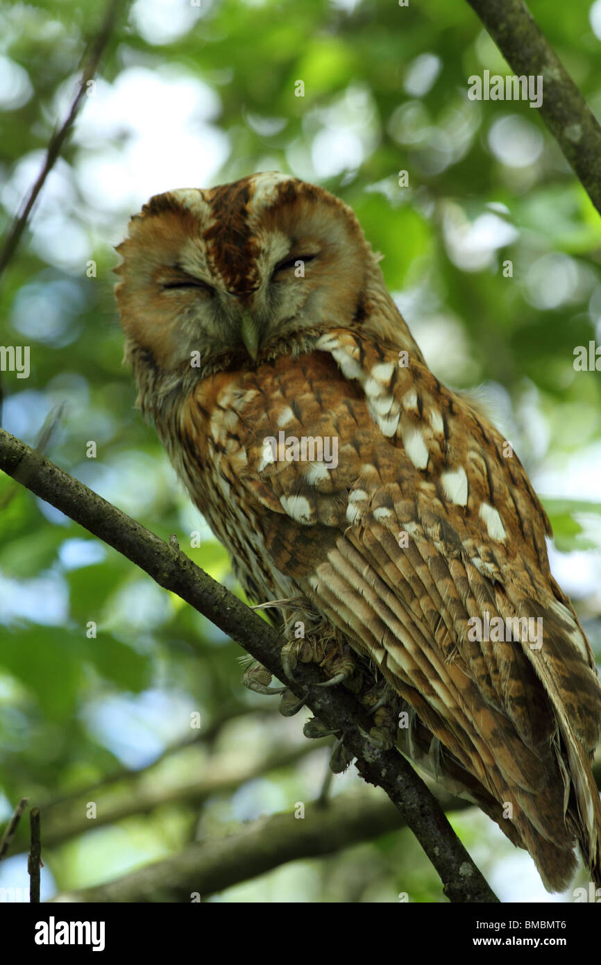 Sleepy wild Eurasian Tawny Owl (Strix aluco Stock Photo - Alamy