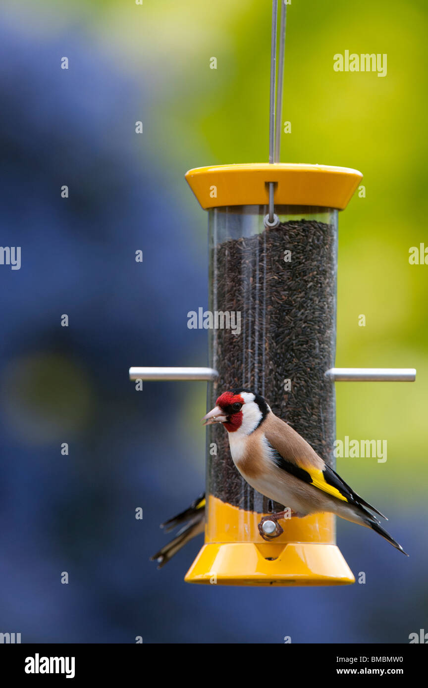 Goldfinch on nyjer bird seed hi-res stock photography and images - Alamy
