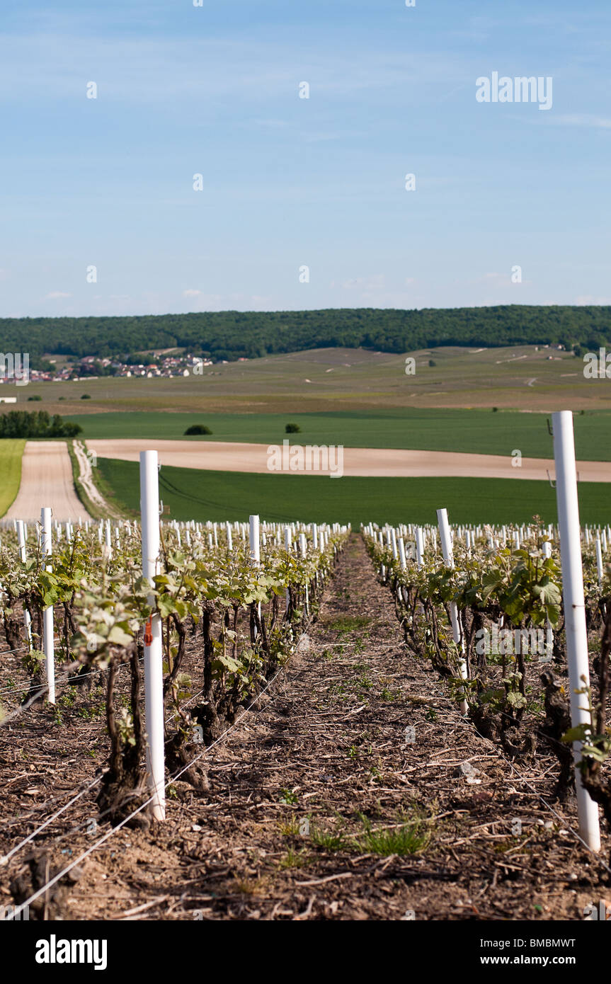 Champagne vineyard france fields hi-res stock photography and images ...