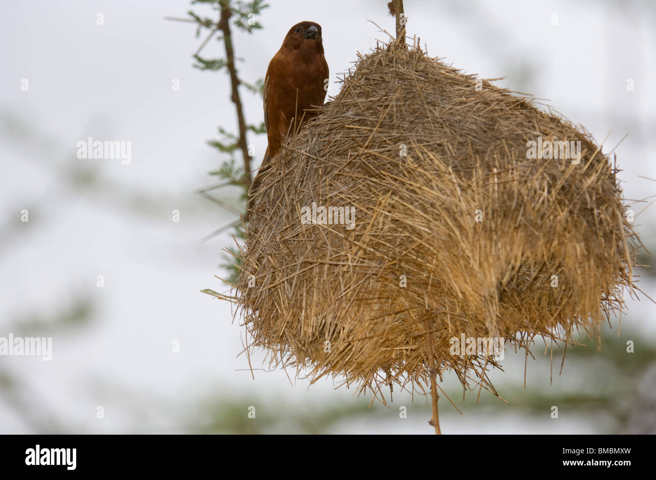 Chestnut sparrow (Passer eminibey) using an old weaver nest, Samburu ...