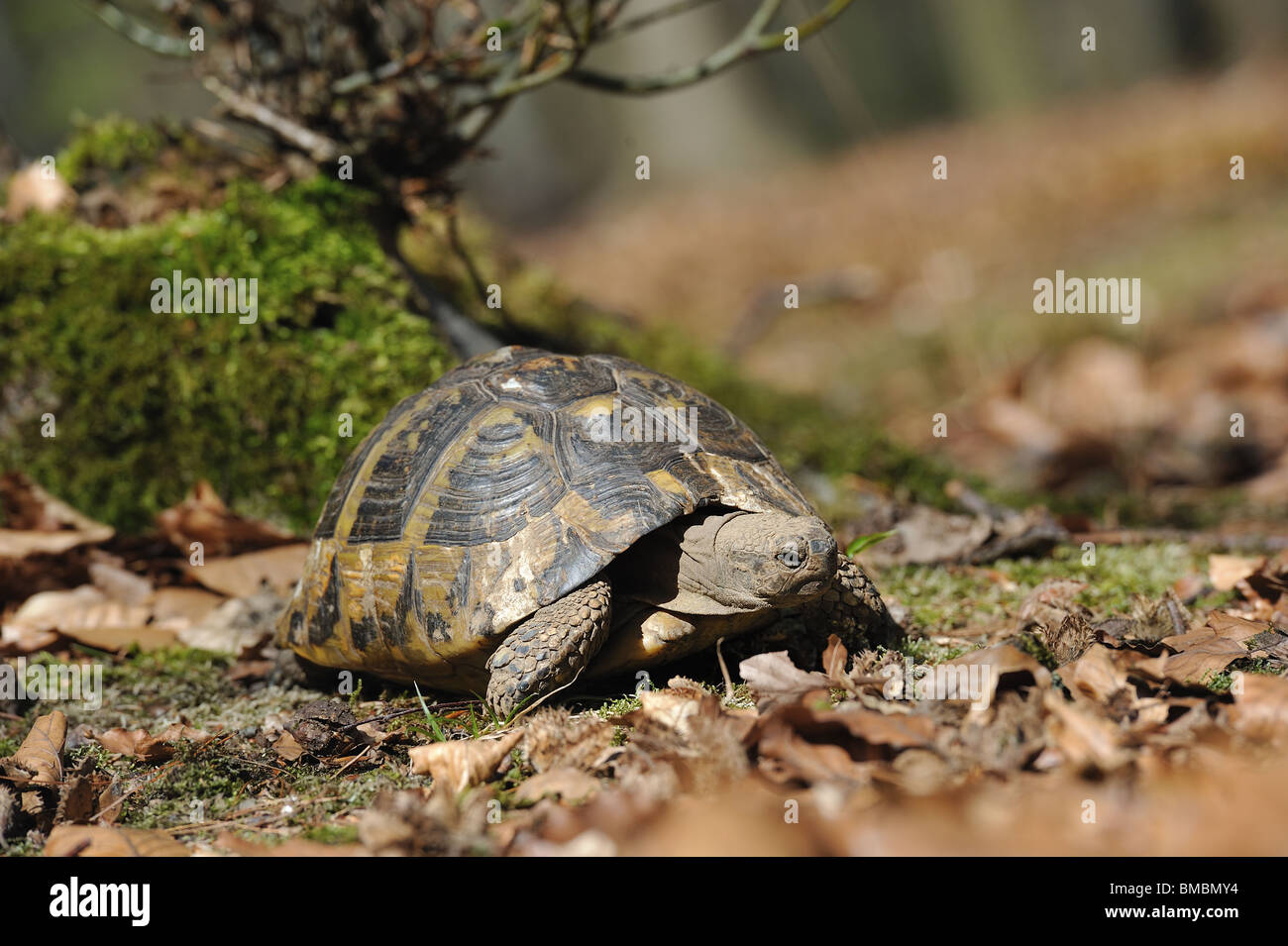Tortoise reptile hibernation hi-res stock photography and images - Alamy