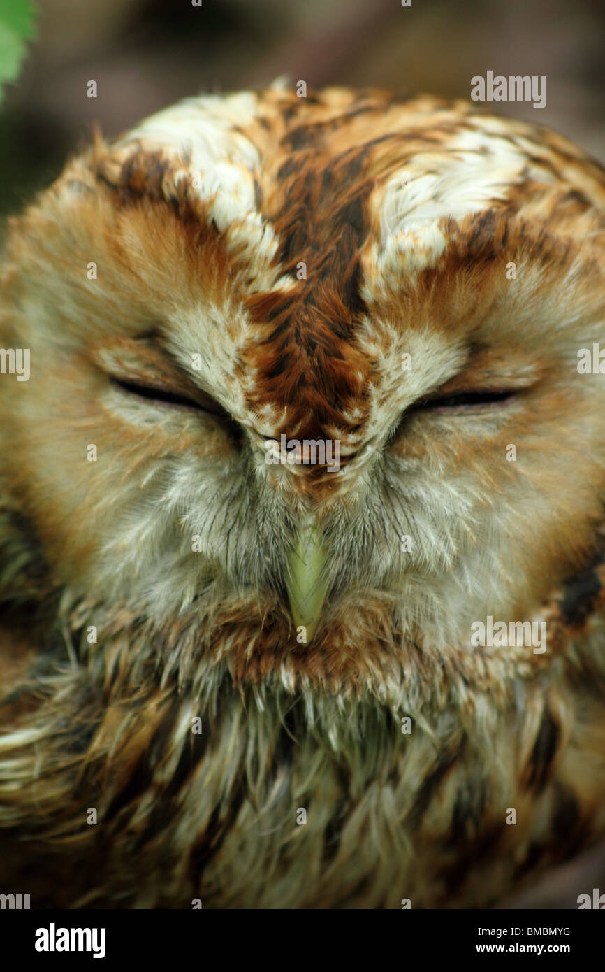 Tawny owl eyes head hi-res stock photography and images - Alamy