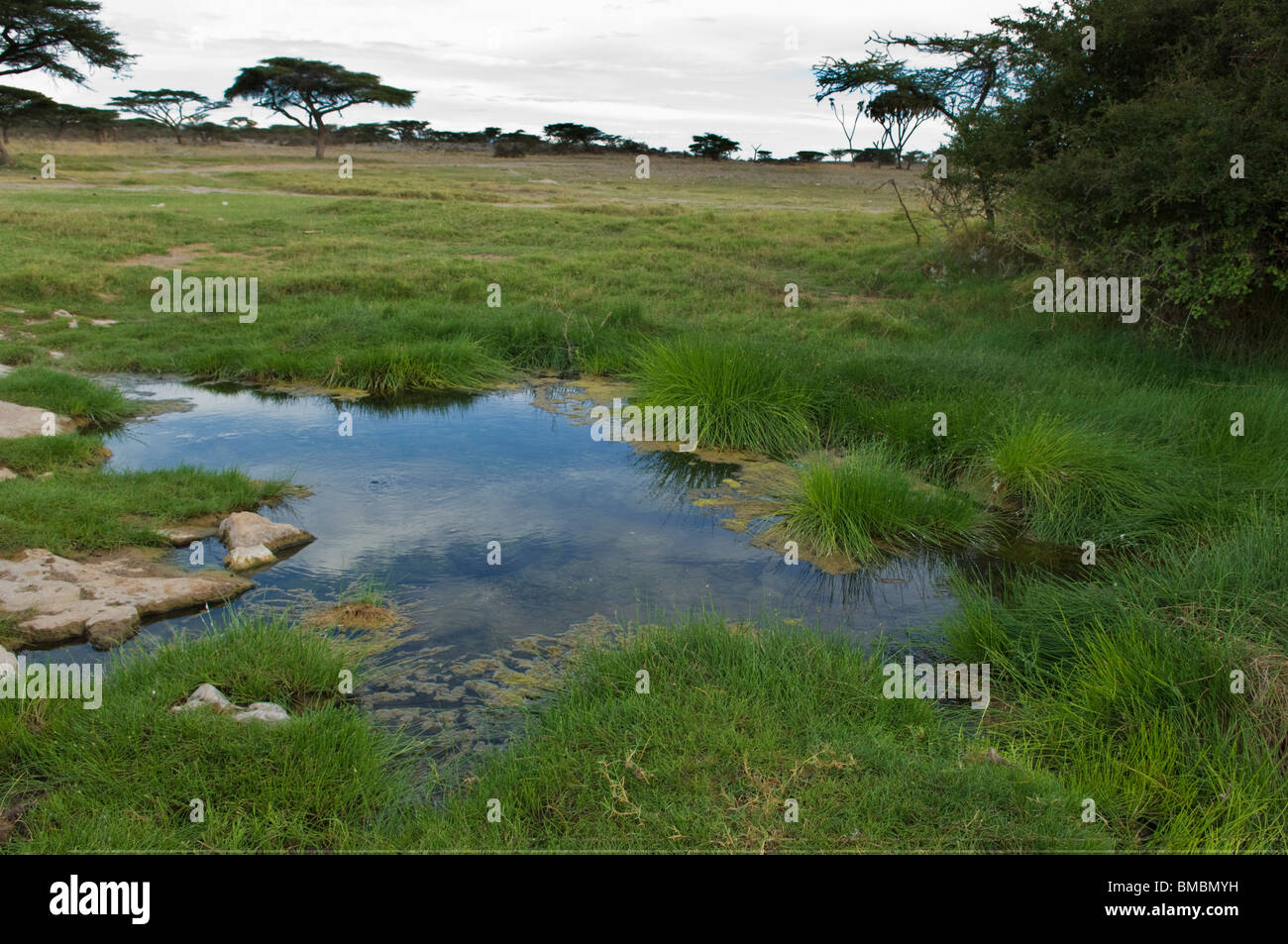 Buffalo spring game reserve hi-res stock photography and images - Alamy