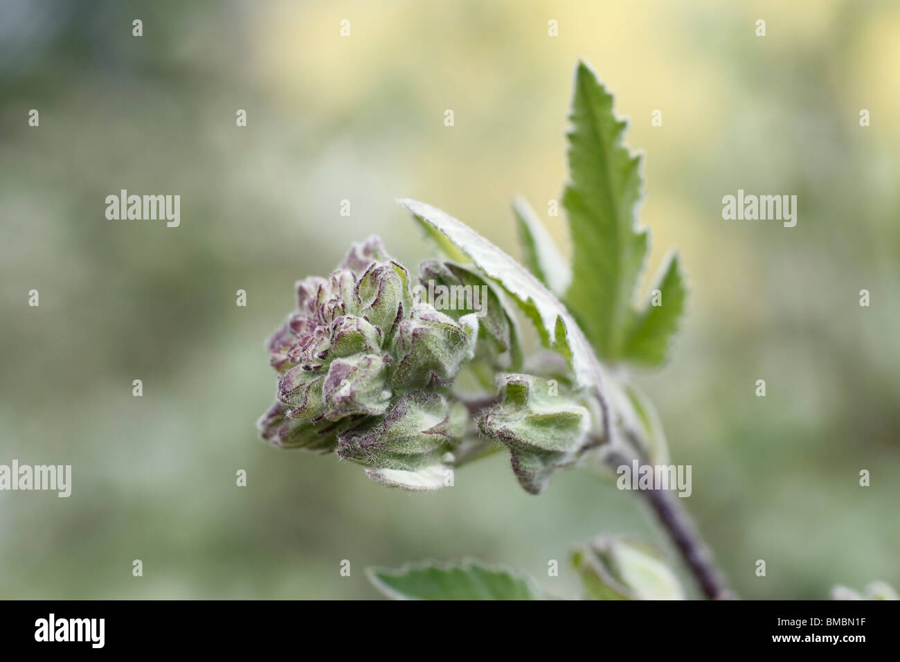 1 8 m tall hi-res stock photography and images - Alamy