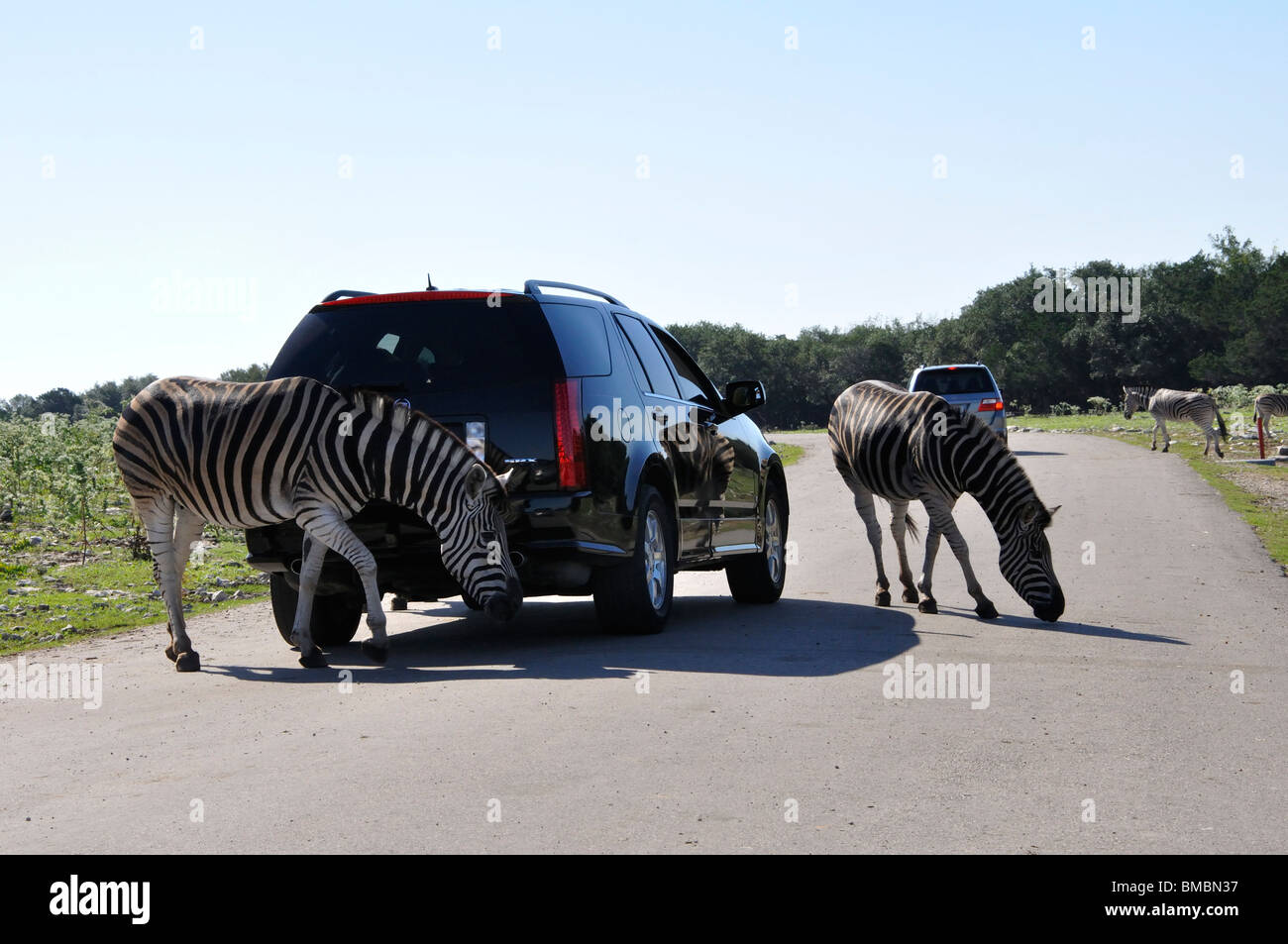 African Safari at Wildlife Ranch, Texas Hill Country, USA Stock Photo ...