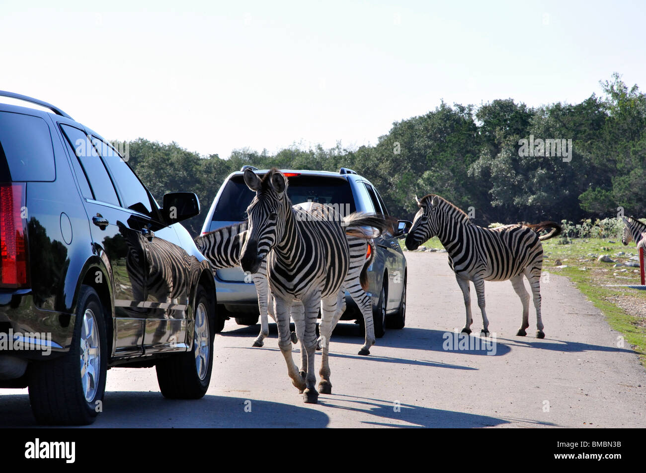 African Safari at Wildlife Ranch, Texas Hill Country, USA Stock Photo ...