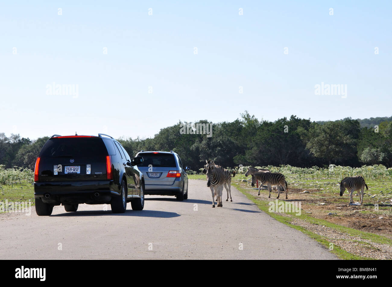 African Safari at Wildlife Ranch, Texas Hill Country, USA Stock Photo ...