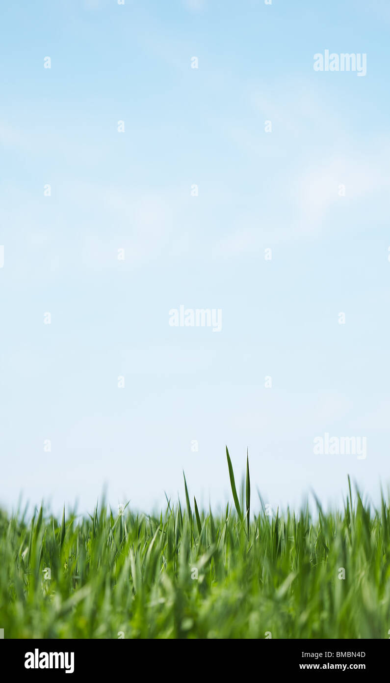 Green grass soft abstract background Stock Photo - Alamy