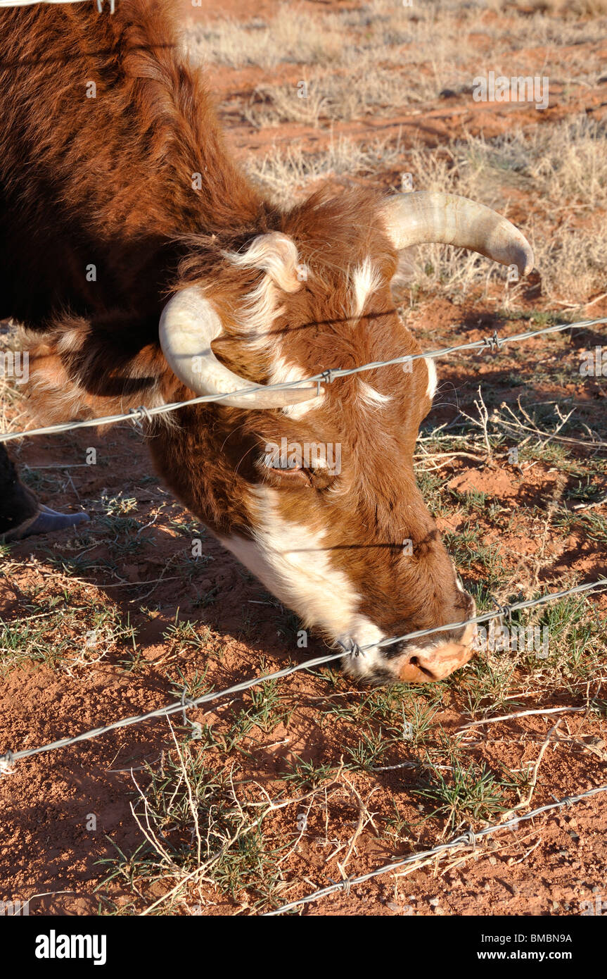 Arizona desert cows hi-res stock photography and images - Alamy