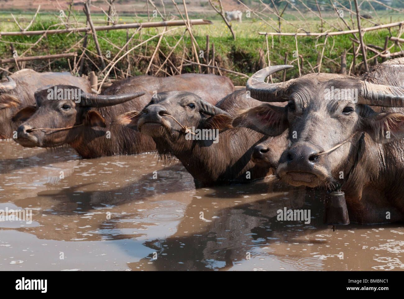 Myanmar water buffalo hi-res stock photography and images - Alamy