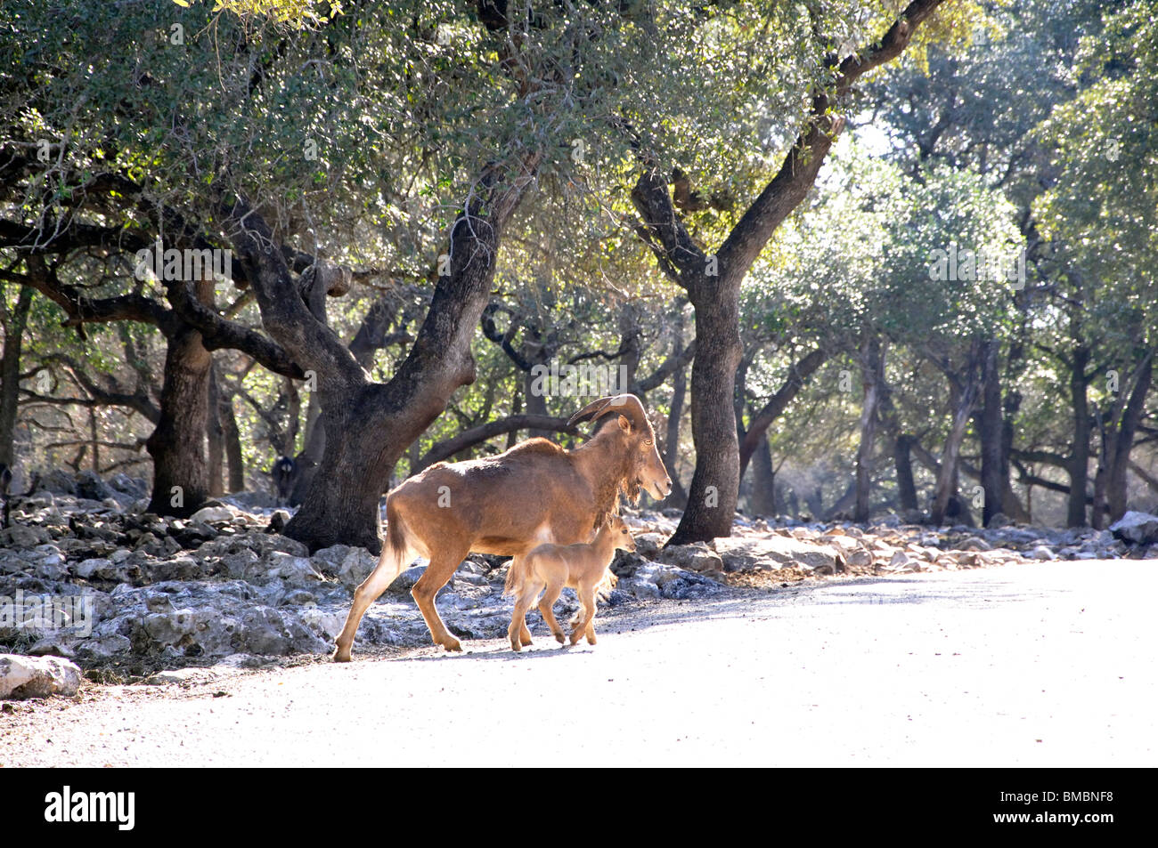 African Safari at Wildlife Ranch, Texas Hill Country, USA Stock Photo ...