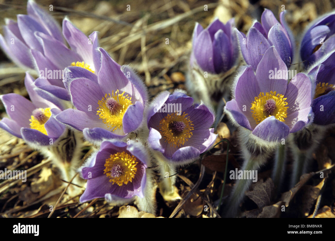 A bunch of Pulsatilla grandis flowers in bloom, Povazsky Inovec ...