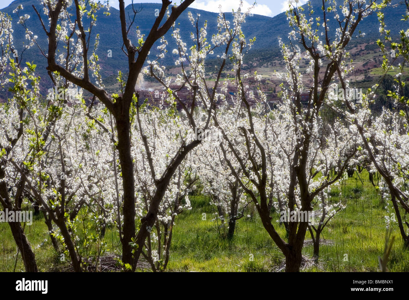Blossom , Asni Valley , Morocco , North Africa Stock Photo - Alamy