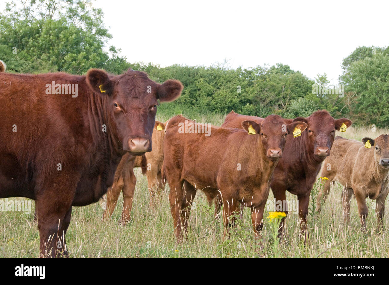 Lincoln Red Cattle Rare Breed Cattle⬇️ Descubra As Vantagens De Apostar Na Plataforma Piloto