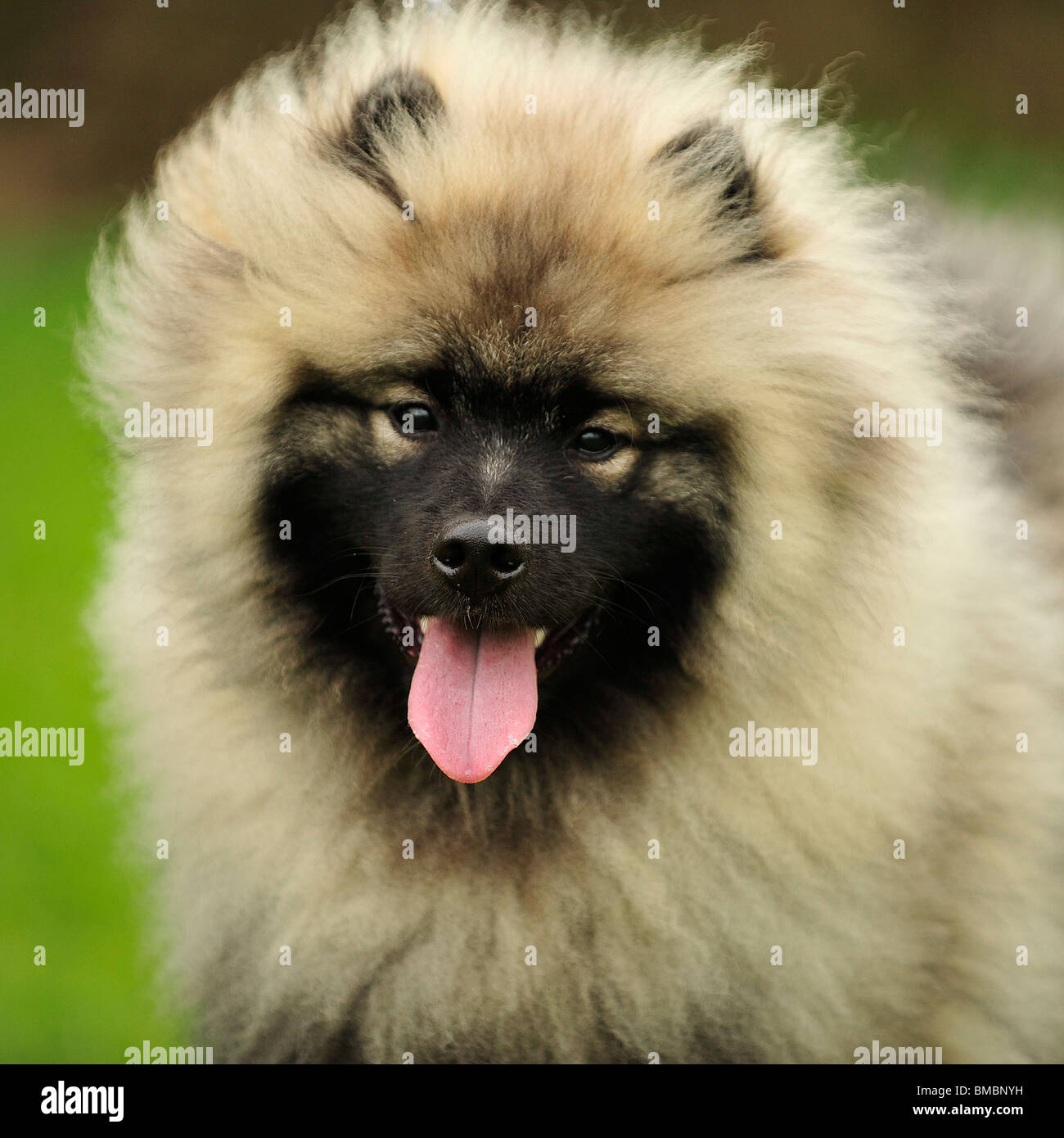 Keeshond Puppy High Resolution Stock Photography and Images - Alamy