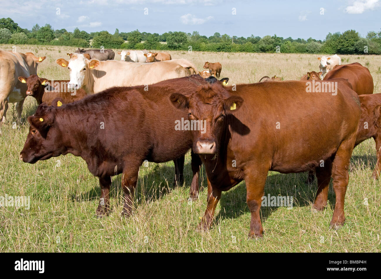Two Lincoln Red suckler cows Stock Photo - Alamy