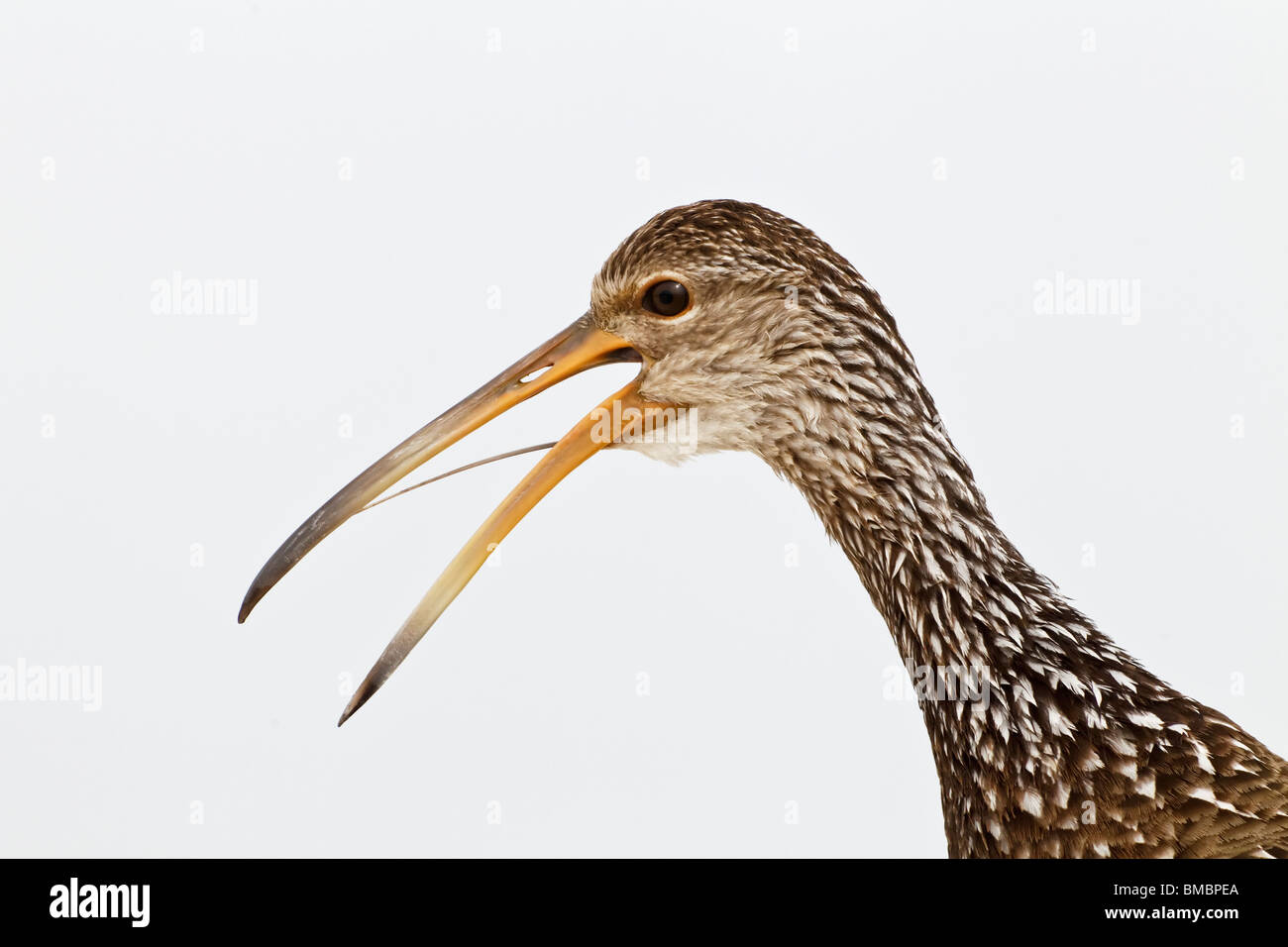 Adult limpkin hi-res stock photography and images - Alamy