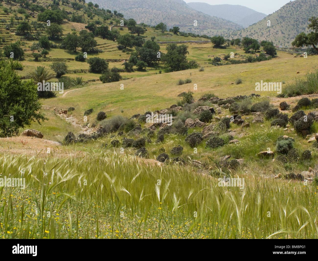 Spring in morocco hi-res stock photography and images - Alamy
