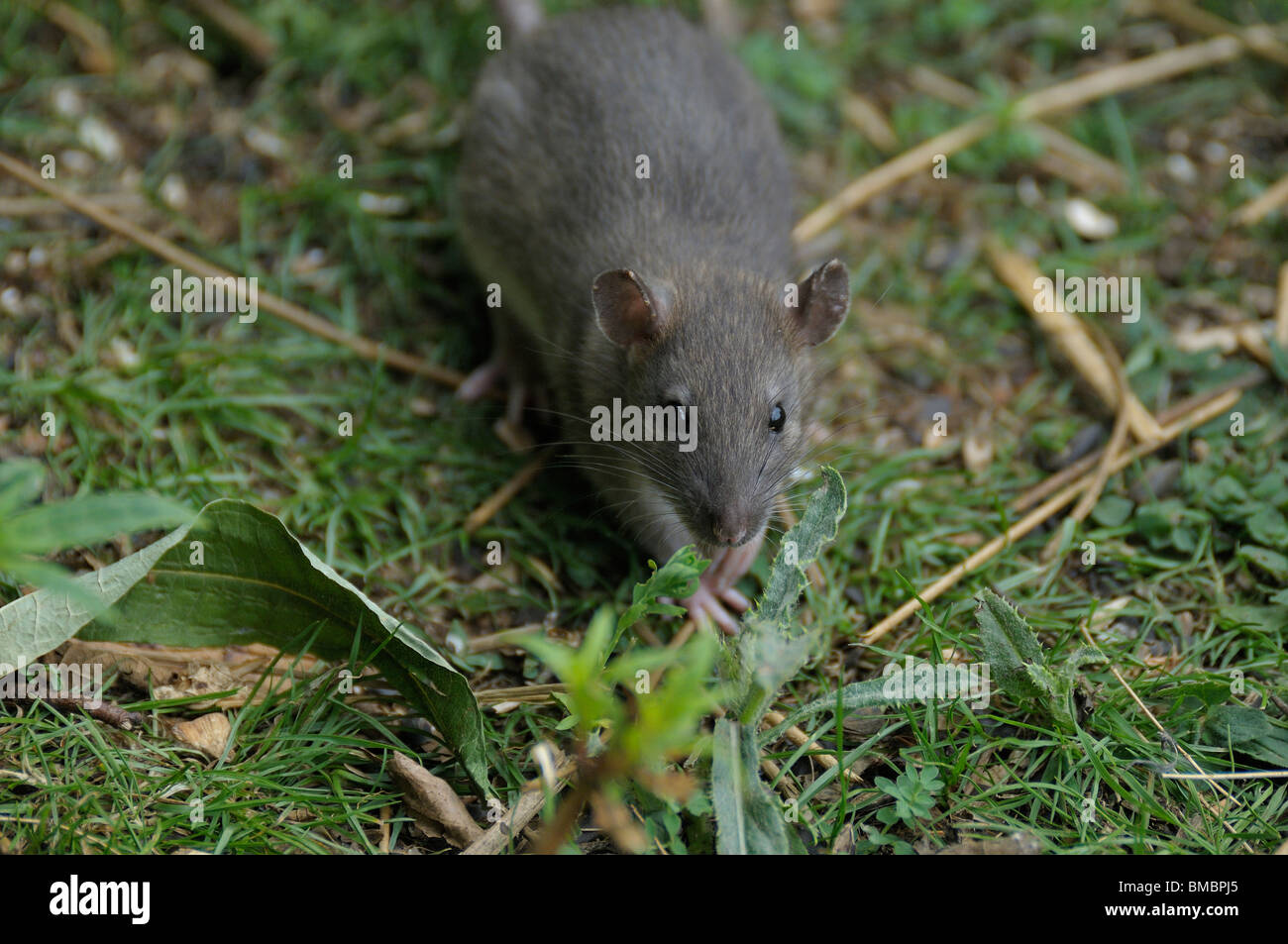 Wild young brown rat Stock Photo - Alamy
