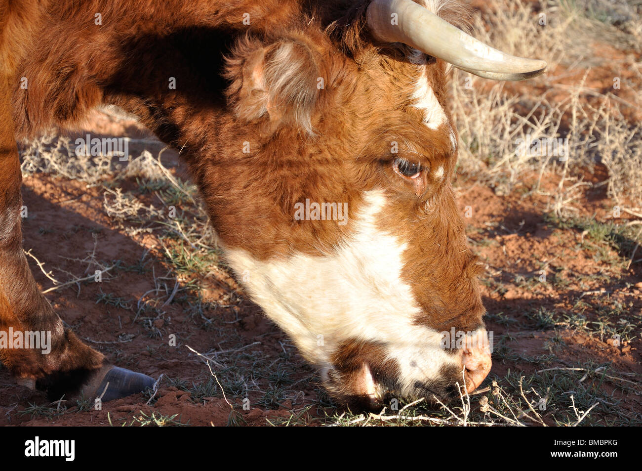 Cattle farming usa arizona hi-res stock photography and images - Alamy