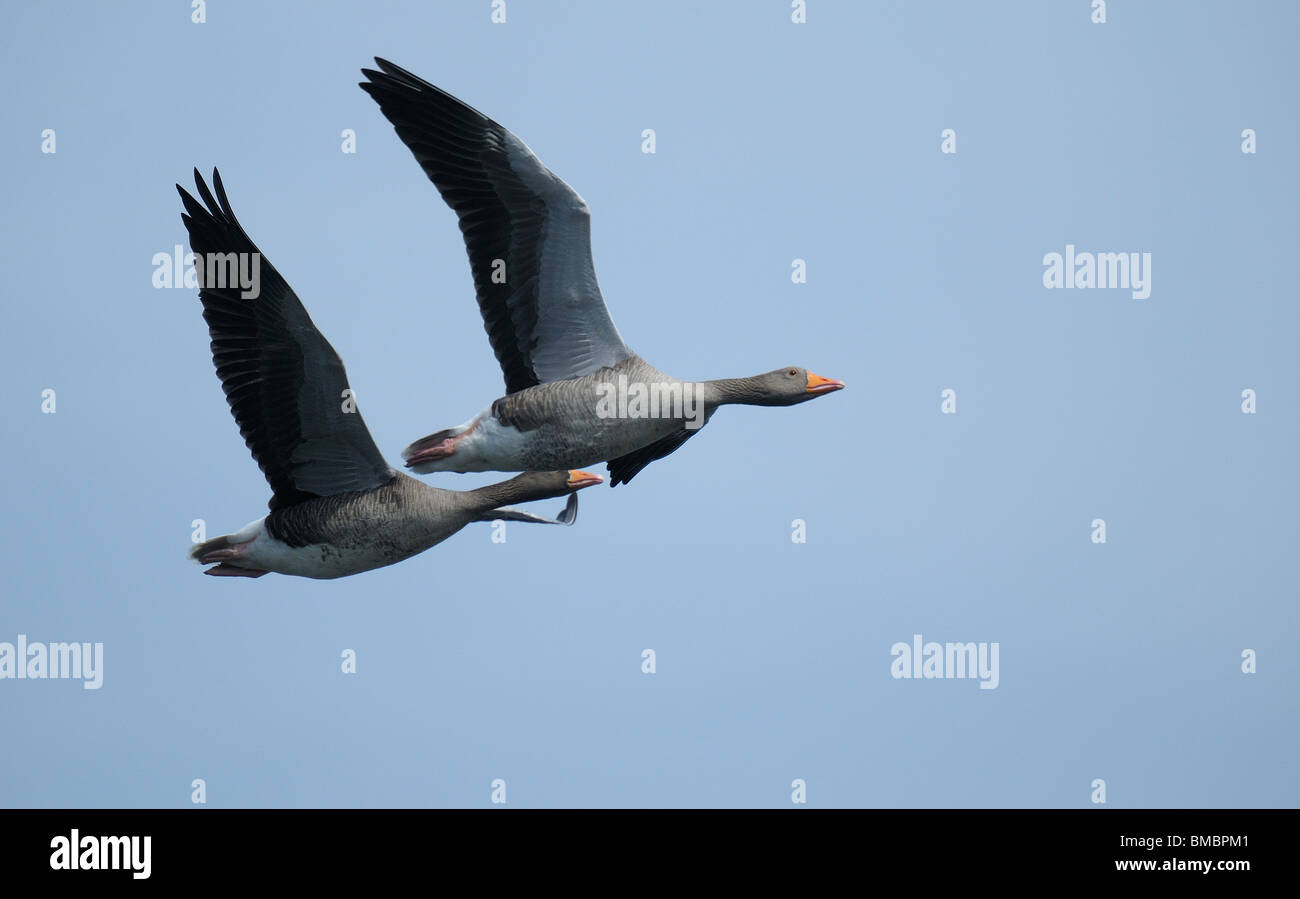 Suffolk geese hi-res stock photography and images - Alamy
