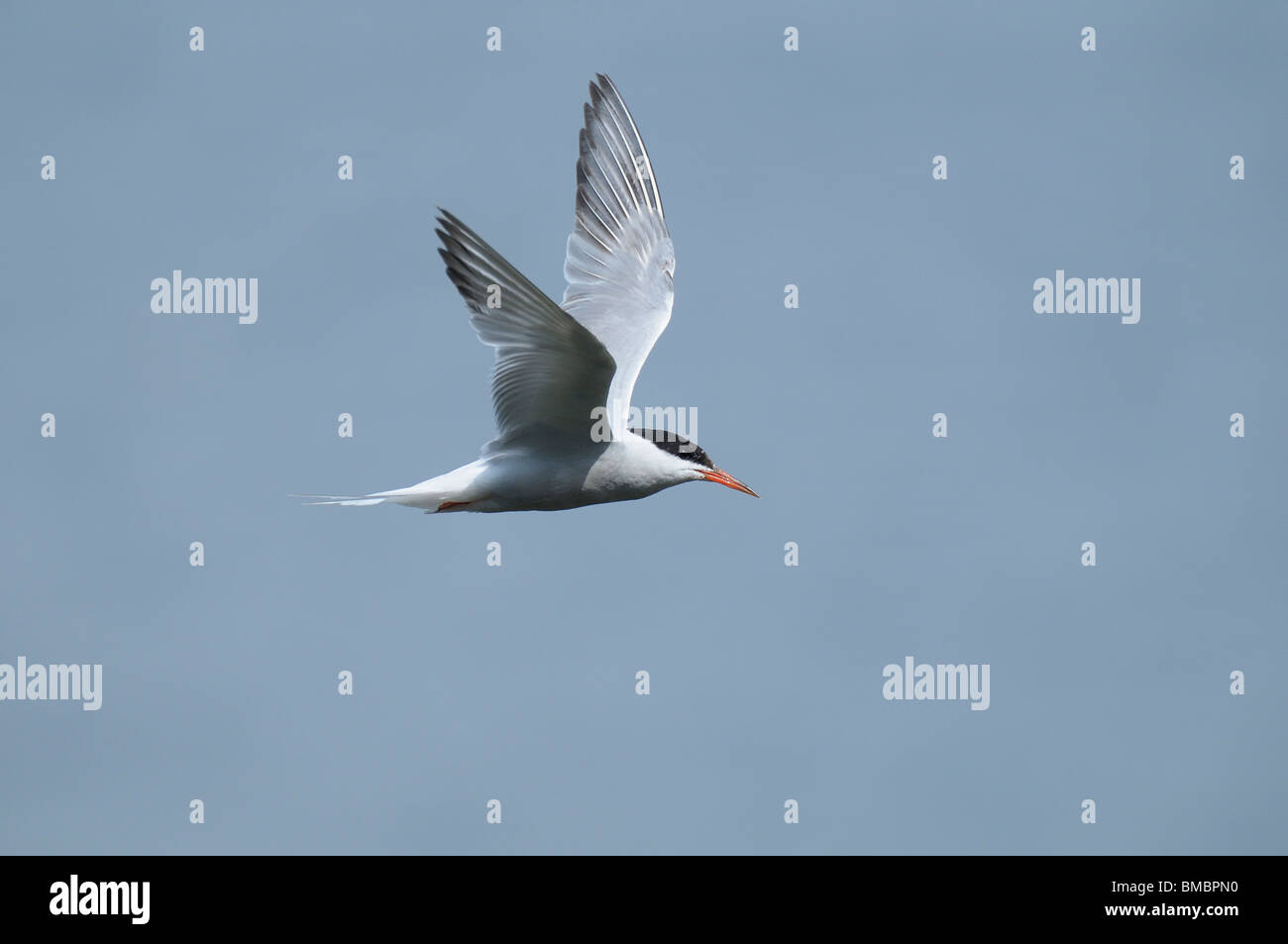 Common Tern in flight Stock Photo - Alamy