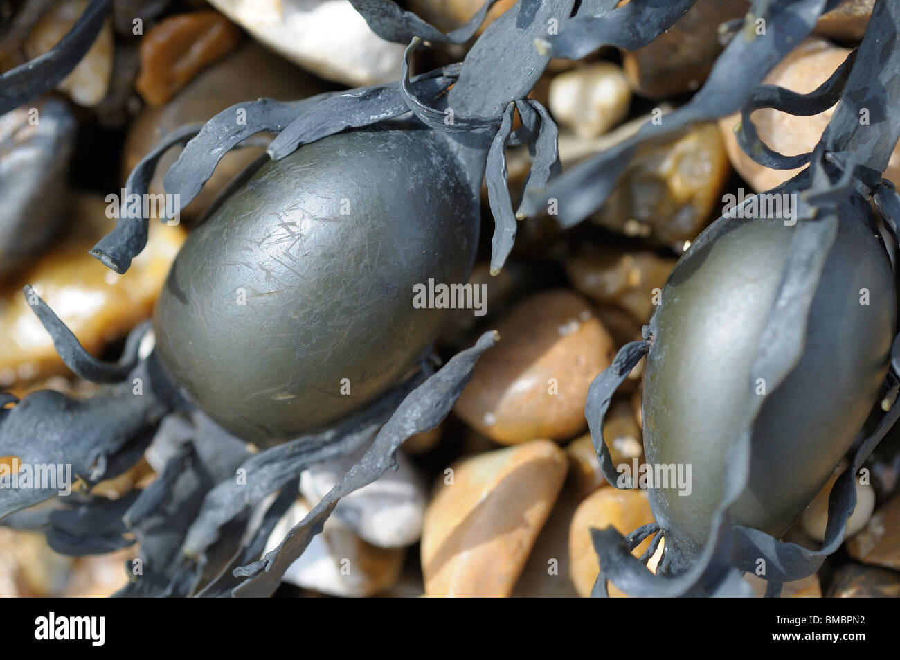 Seaweed on beach close up Stock Photo - Alamy