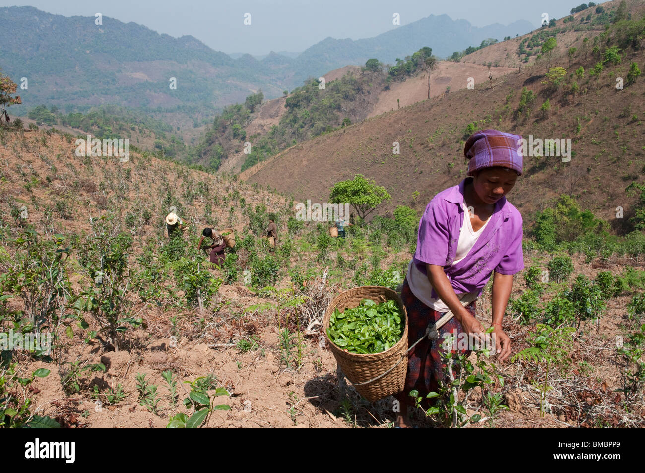 Myanmar. Burma. shan State. Tea plantation in Palaung area Stock Photo ...